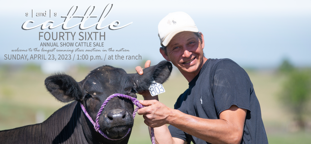 S and S Cattle | Longest continuous show steer sale in the nation