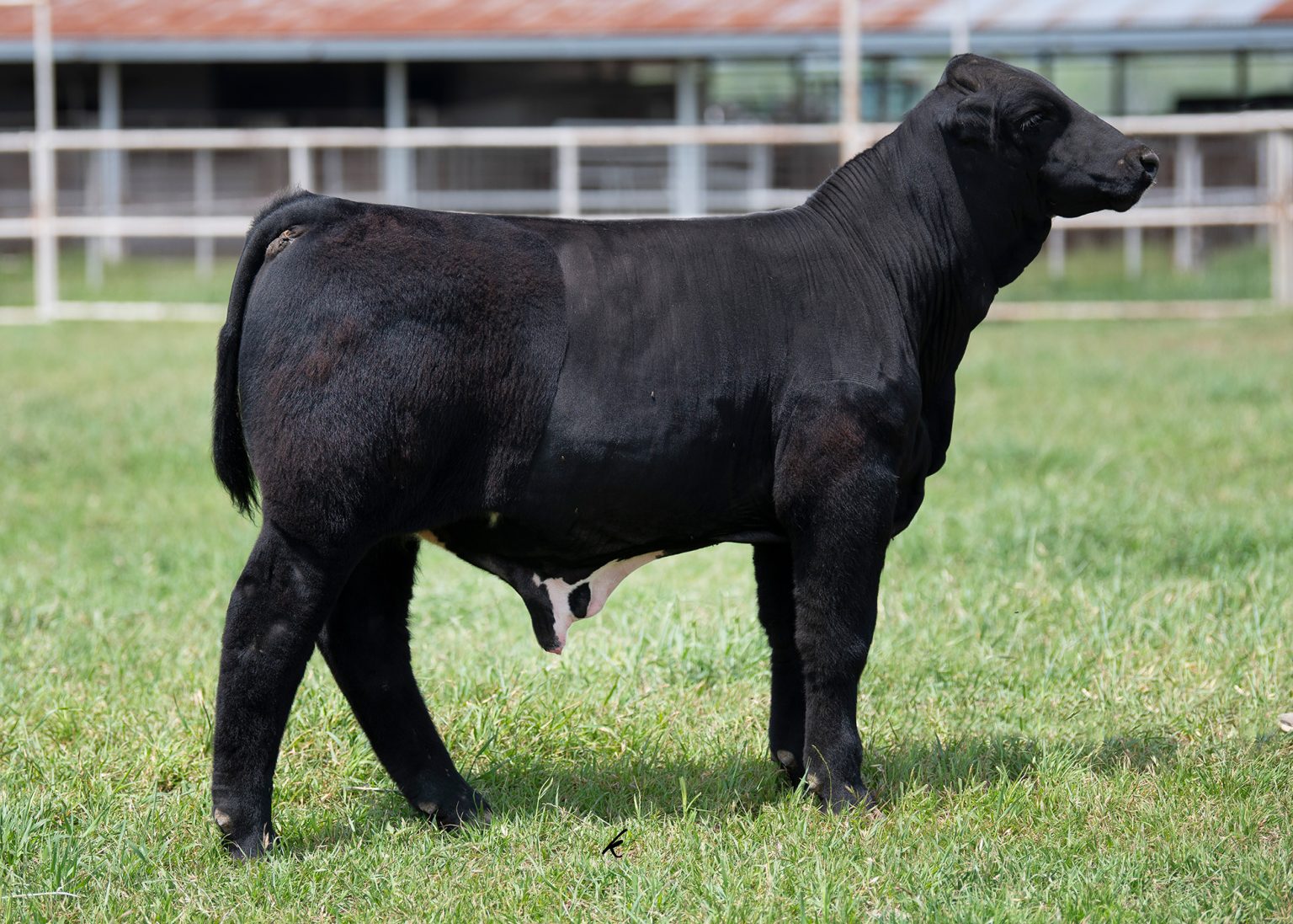 S and S Cattle | Sale