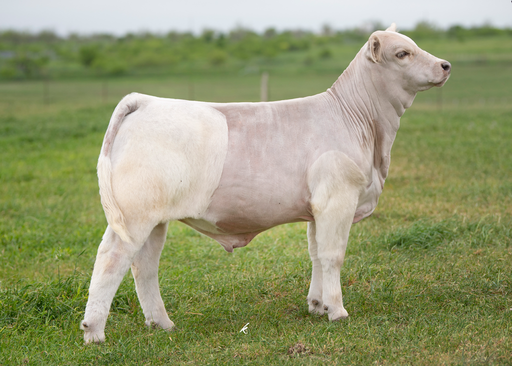 S and S Cattle | Sale