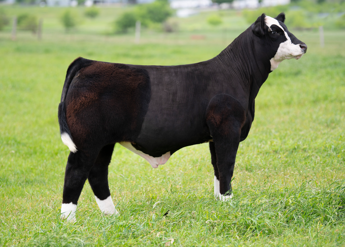 S and S Cattle | Sale