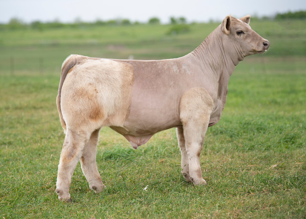 S and S Cattle | Sale