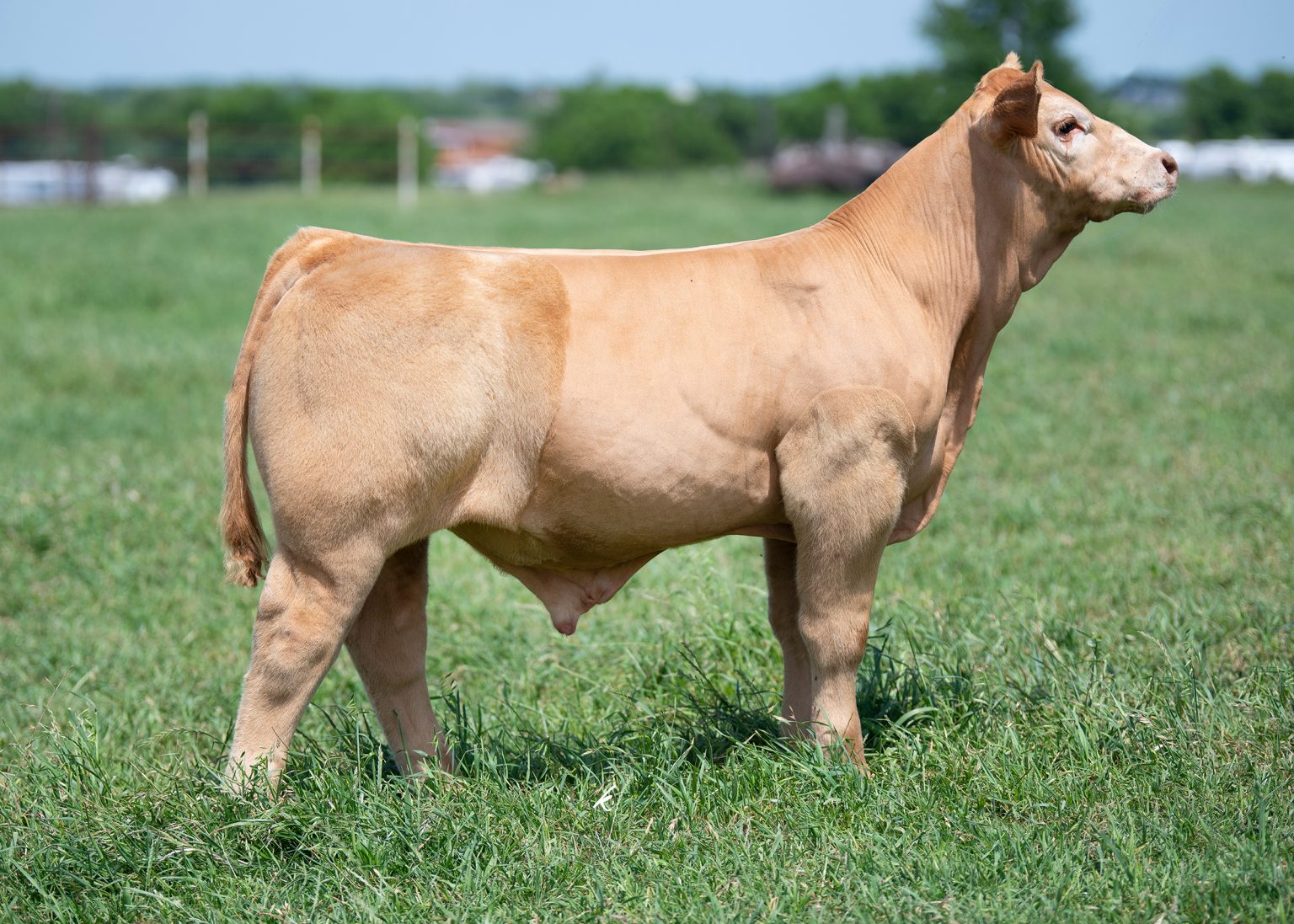 S and S Cattle | Sale