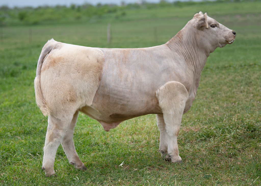 S and S Cattle | Sale