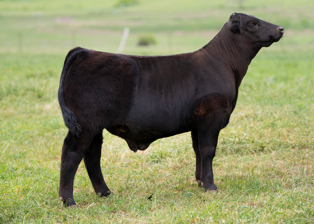 S and S Cattle | Sale