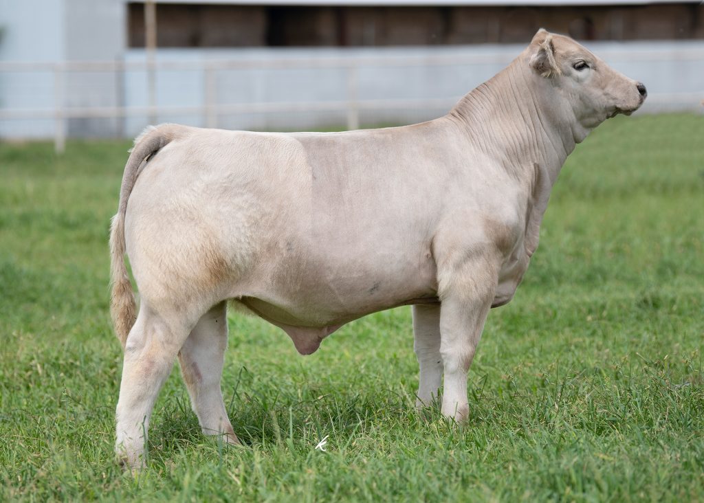 S and S Cattle | Sale