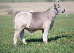 S and S Cattle | Sale