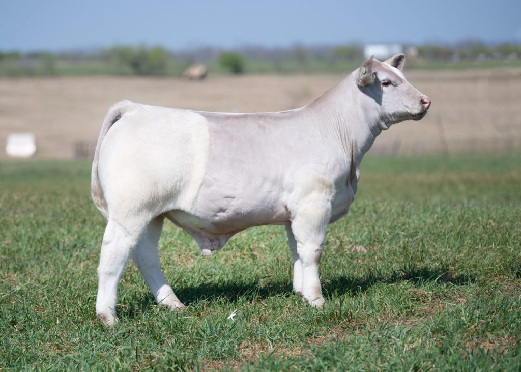 S and S Cattle | Sale
