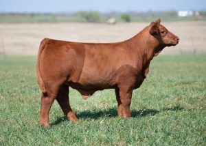 S and S Cattle | Sale