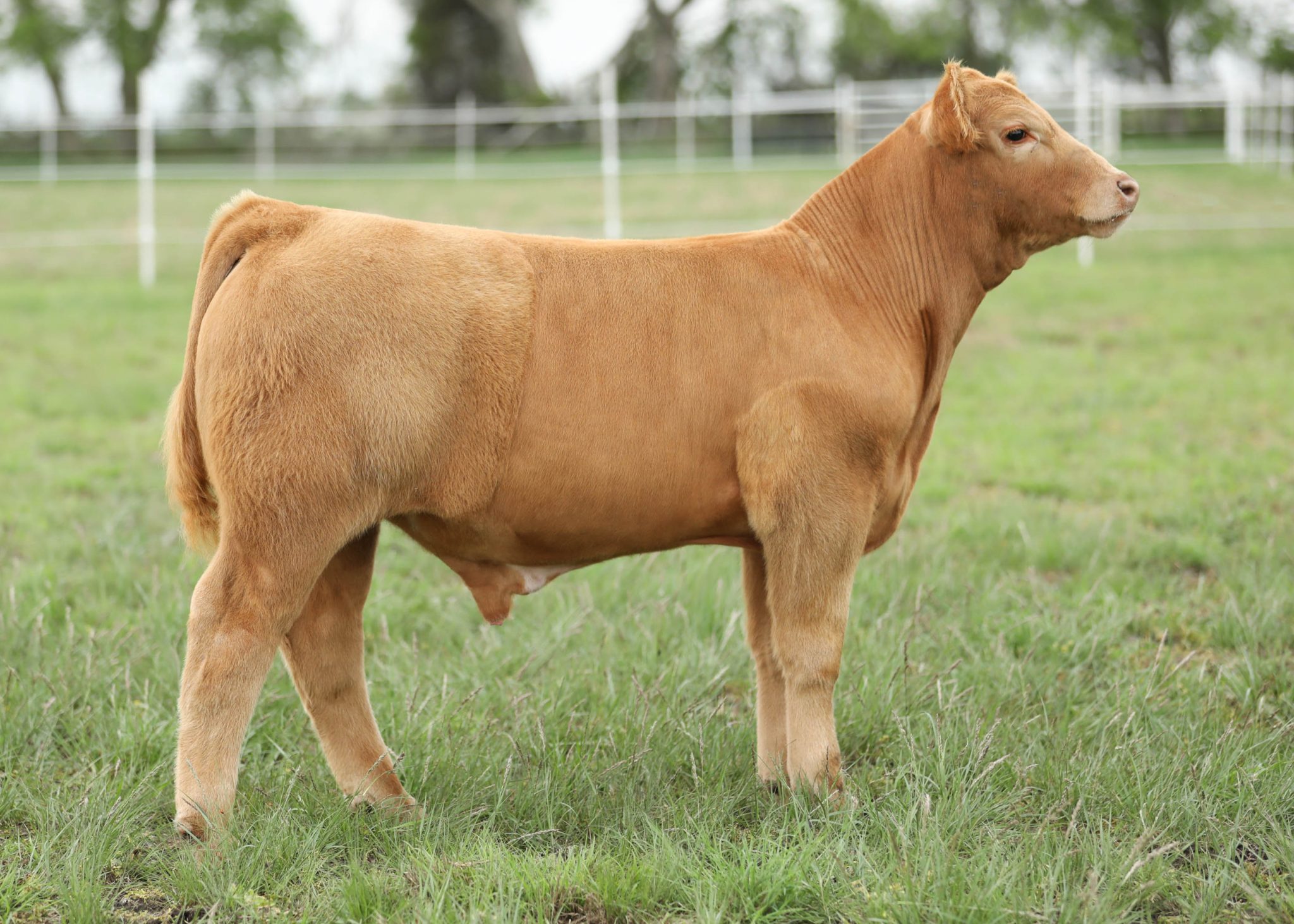 S and S Cattle | Sale