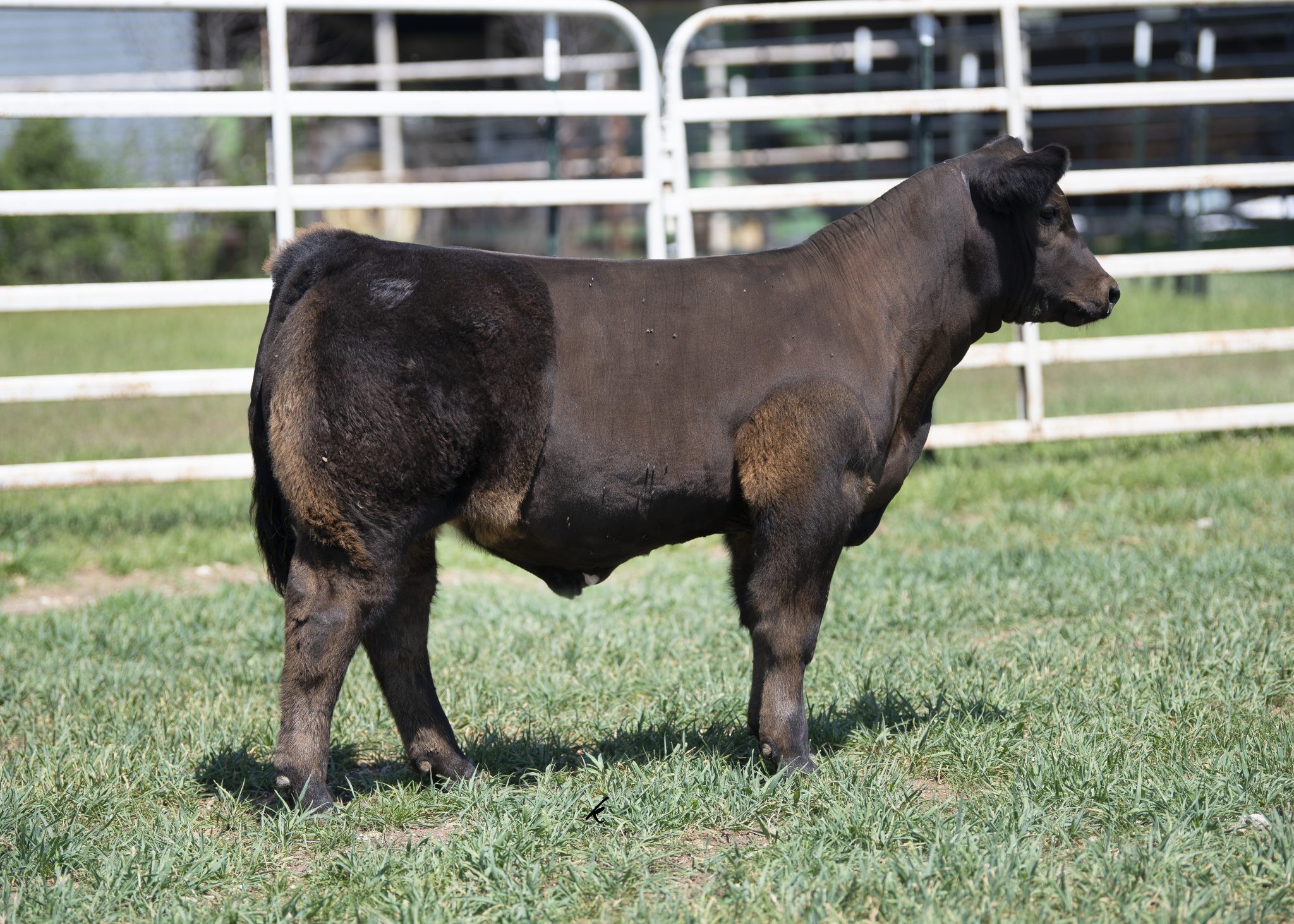 S and S Cattle | Sale