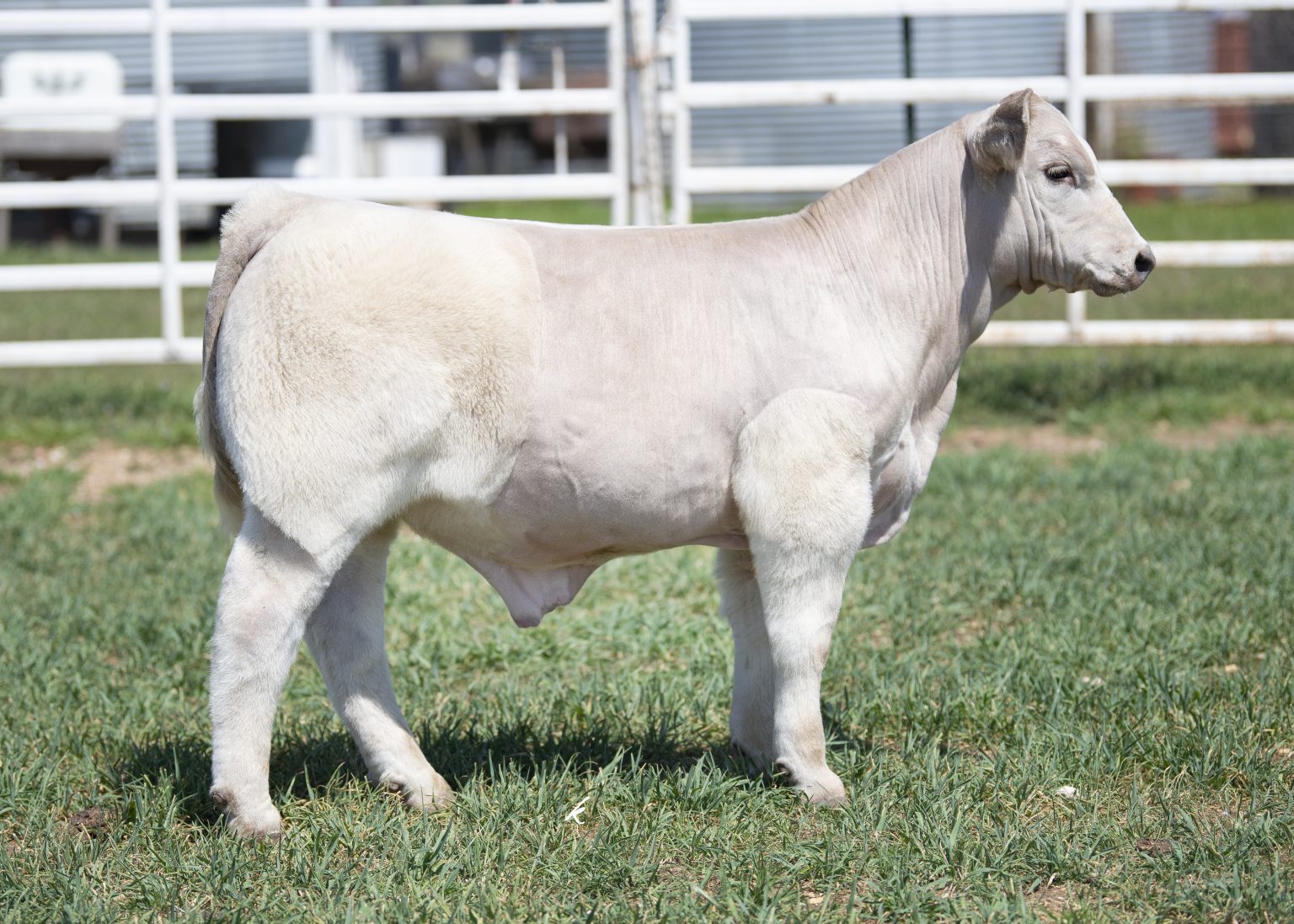S and S Cattle | Sale