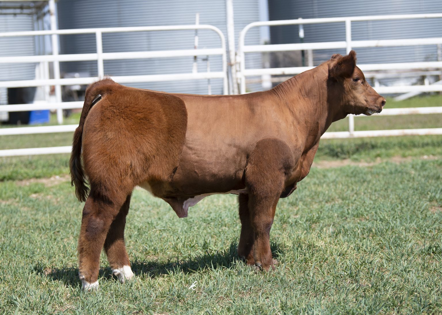 S and S Cattle | Sale