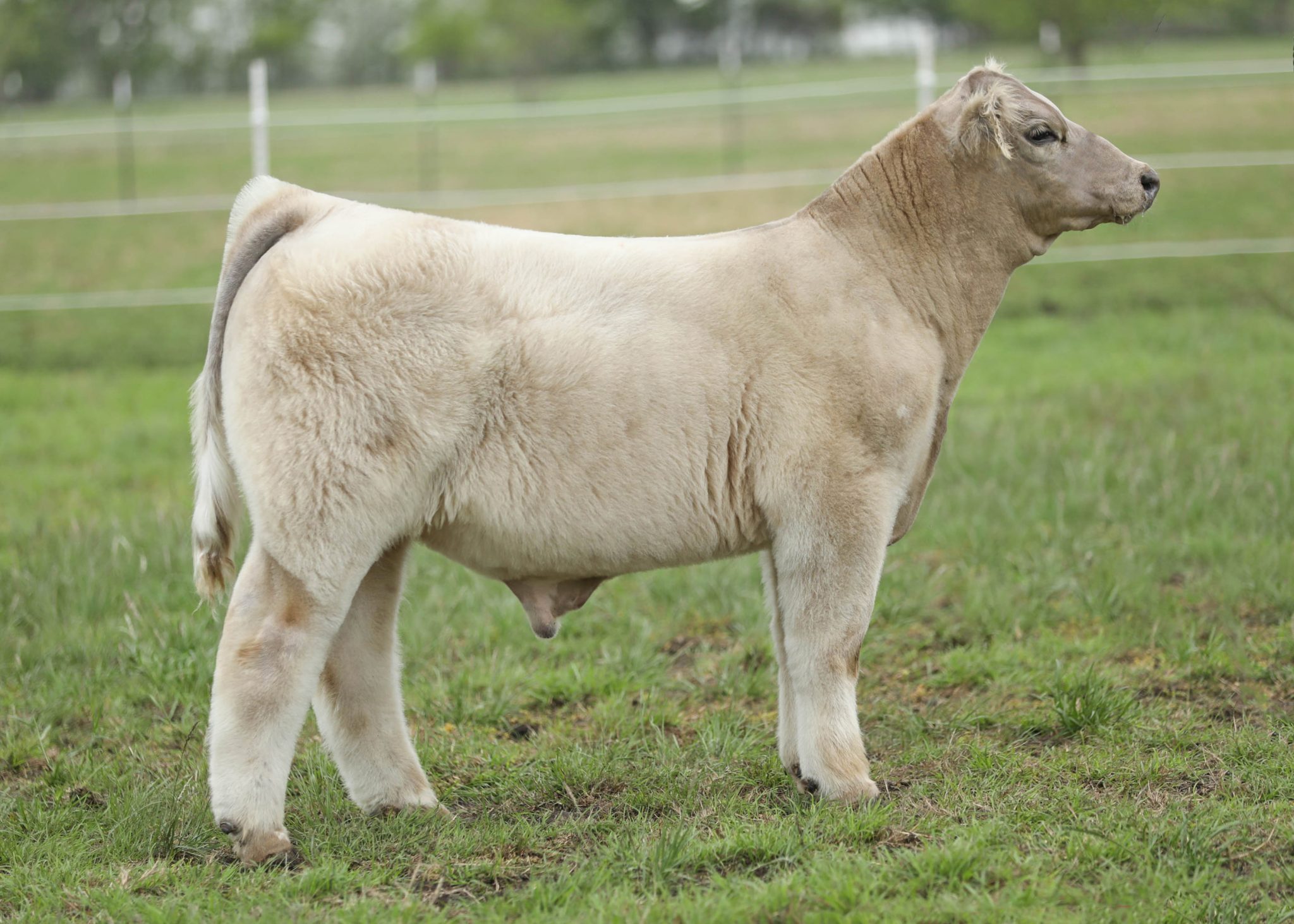 S and S Cattle | Sale