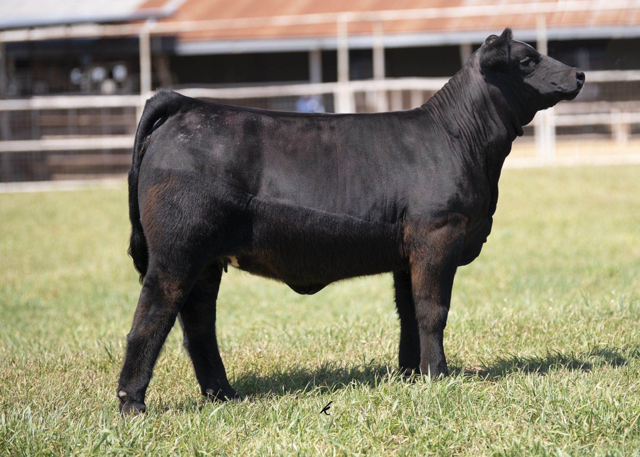 S and S Cattle | Sale